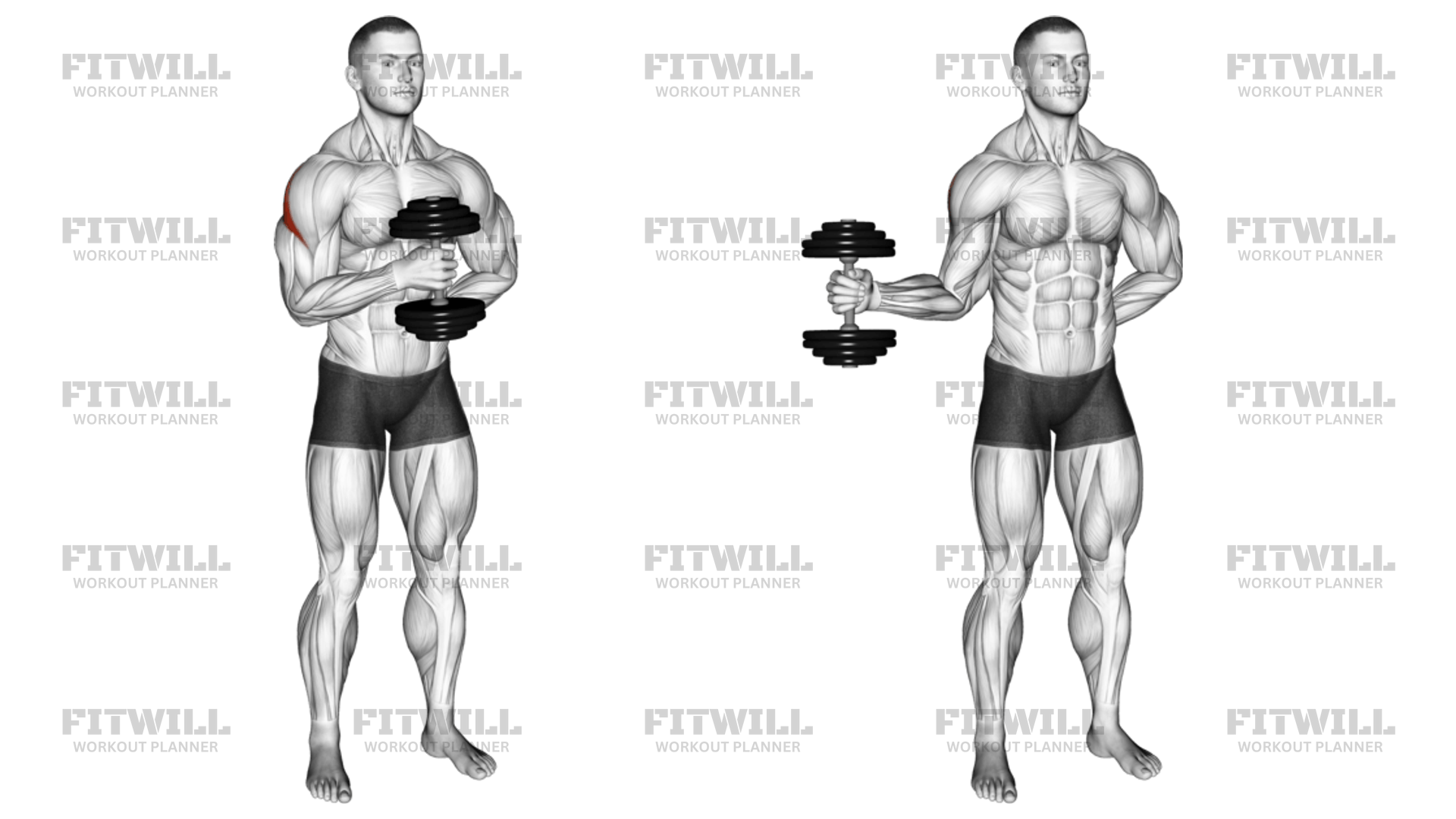 Dumbbell External Rotation: Exercise Guide, Video, Techniques, Benefits ...