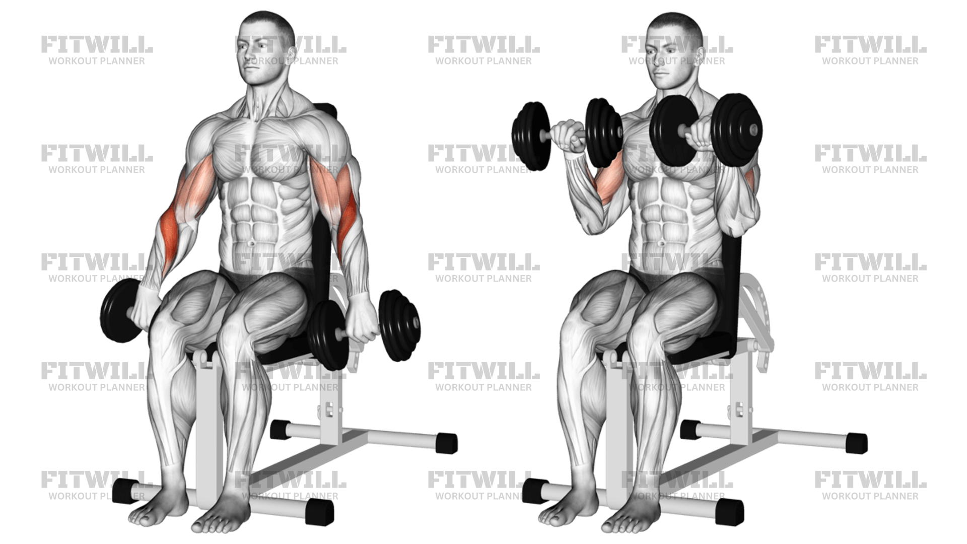Dumbbell Seated Reverse Grip Biceps Curl: Exercise Guide, Techniques, Benefits, How to, Muscles ...