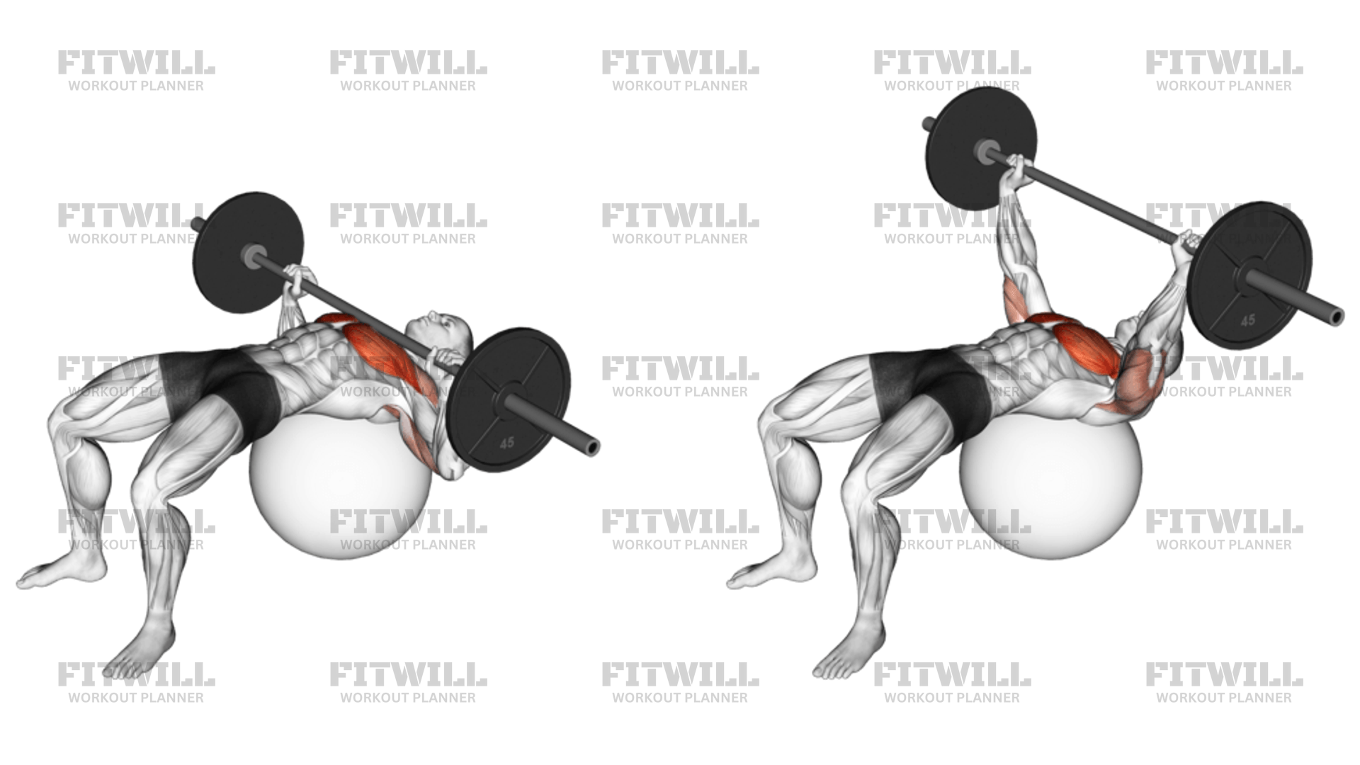 Barbell Chest Press On Stability Ball: Exercise Guide, Techniques ...