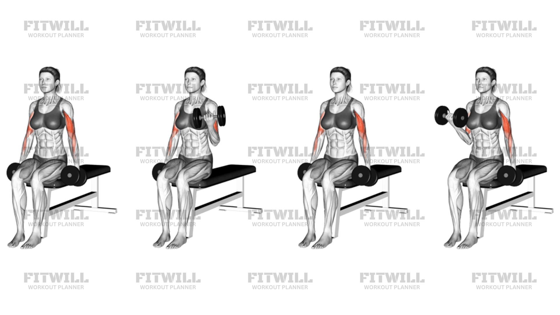 Rosca Alternada Sentada Com Halteres: Guia de Exercícios, Vídeo ...