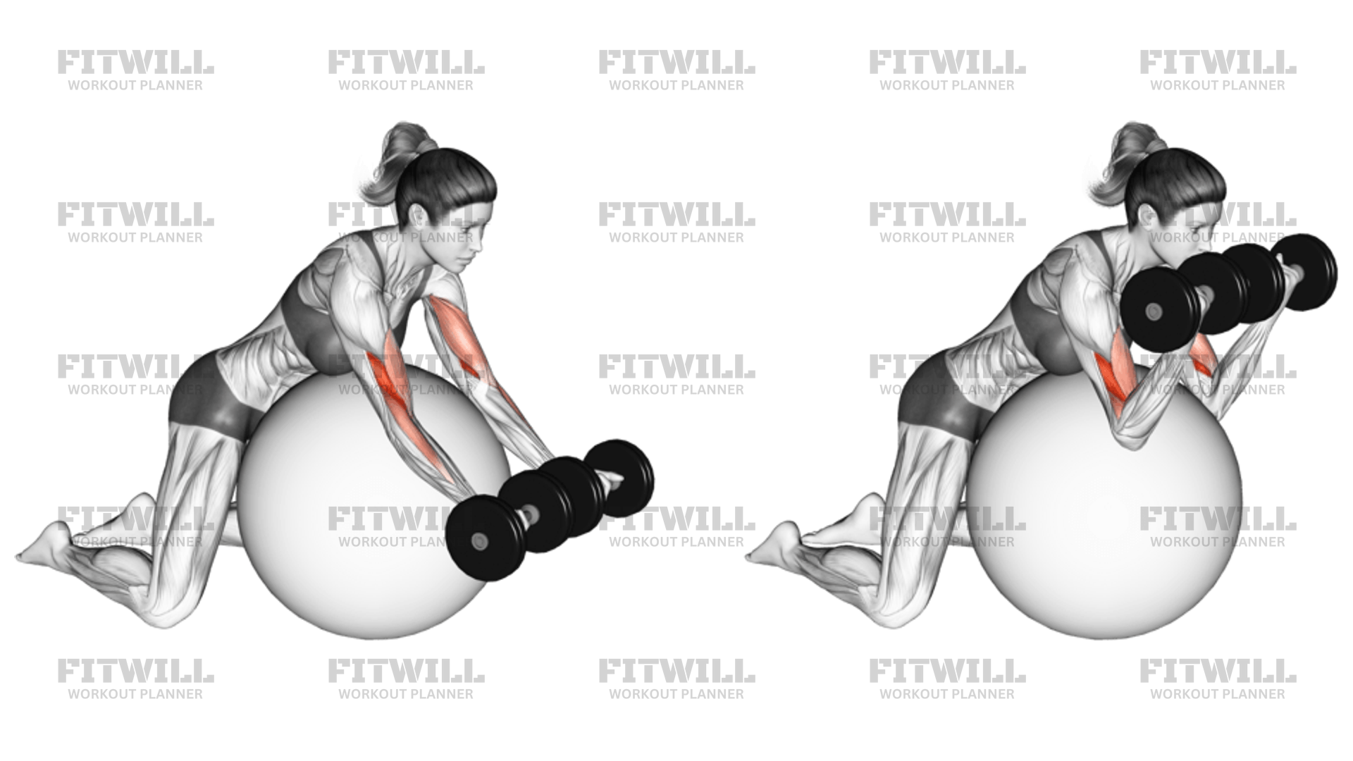 Dumbbell Preacher Curl Over Exercise Ball: Exercise Guide, Video ...