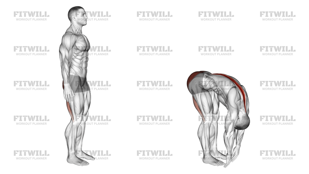 Extensión Y Flexión De Espalda De Pie: Guía de Ejercicios, Técnicas ...