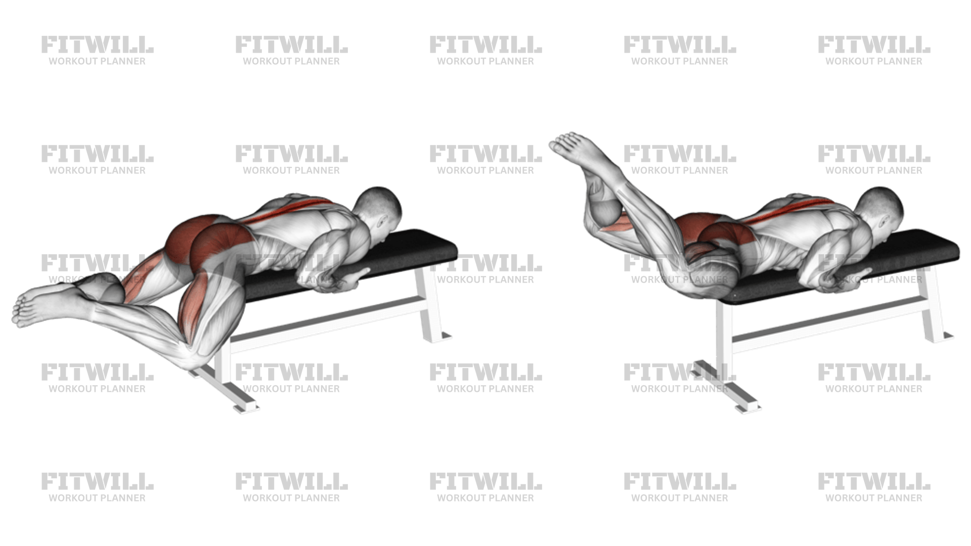 Frog Reverse Hyperextension (on A Bench): Exercise Guide, Techniques ...