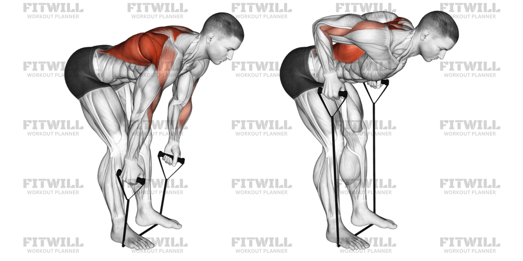 Remo Inclinado Con Banda: Video de Ejercicio | Fitwill