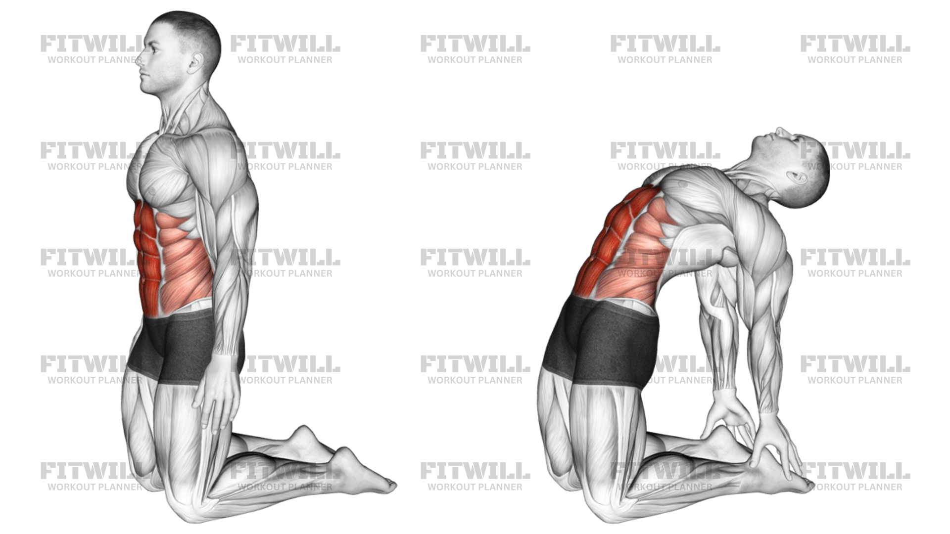 Backward Abdominal Stretch: Exercise Guide, Video, Techniques, Benefits ...