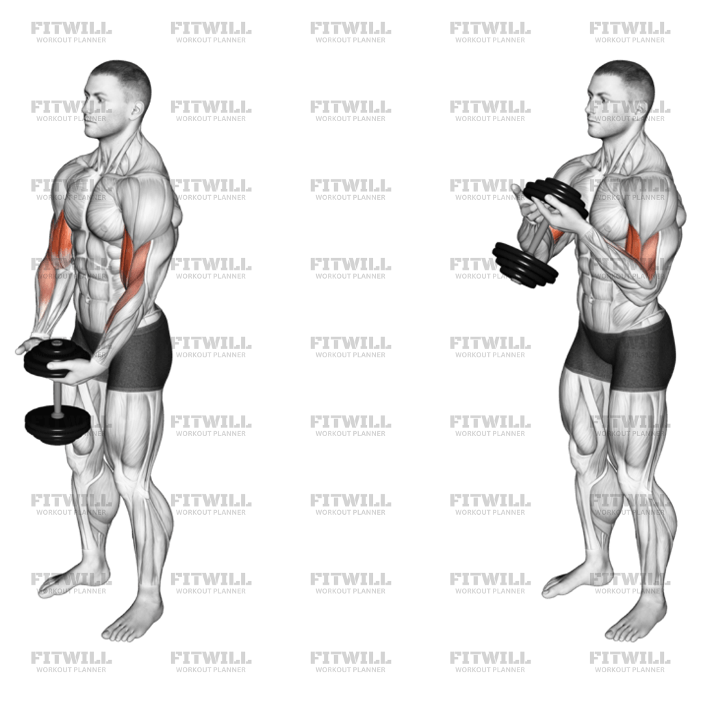 Dumbbell Standing Single Spider Curl: Exercise Guide, Video, Techniques ...