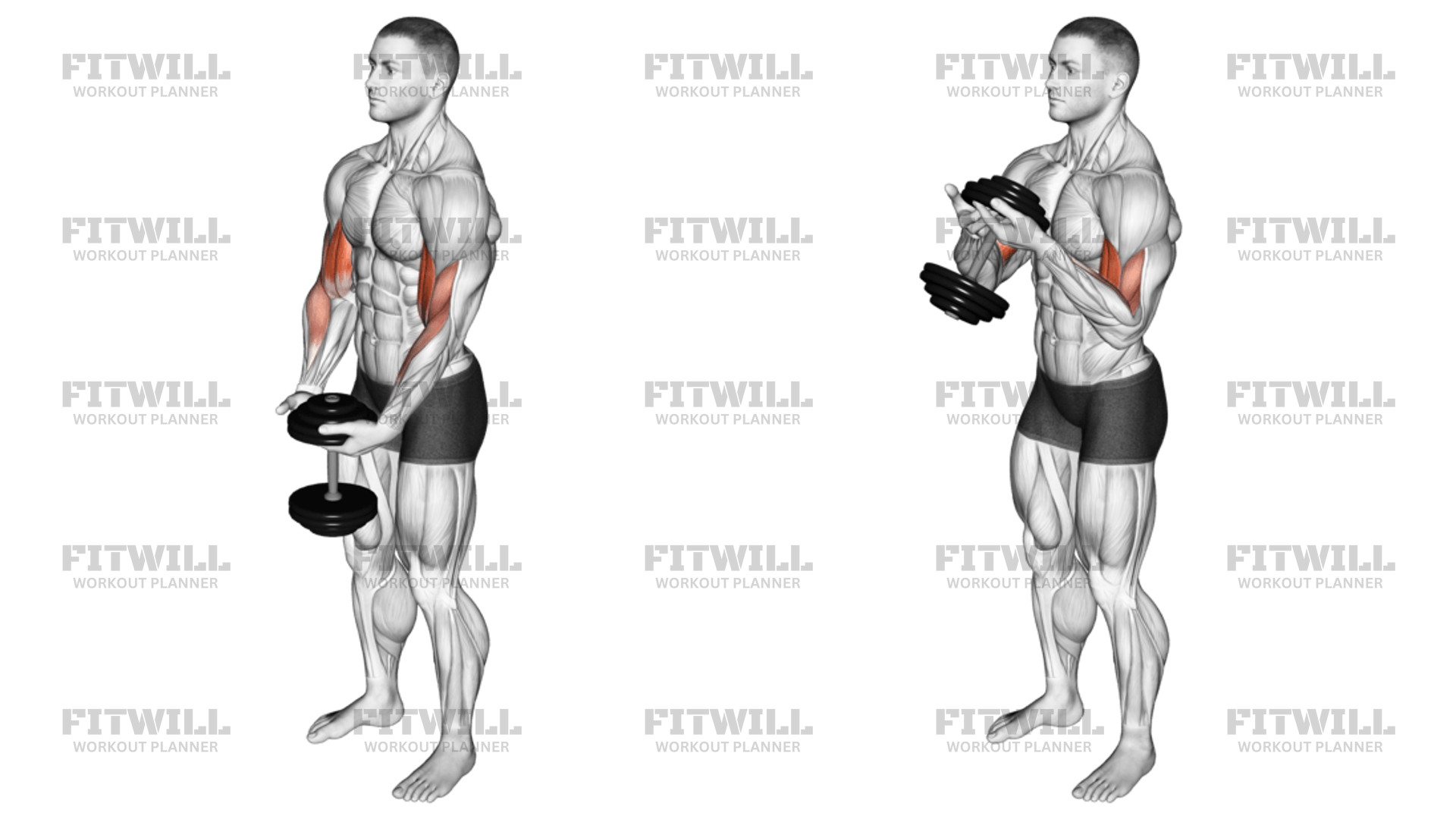 Dumbbell Standing Single Spider Curl: Exercise Guide, Video, Techniques ...