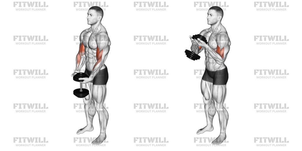 Staande Enkele Spider Curl Met Halter: Oefeningengids, Video ...