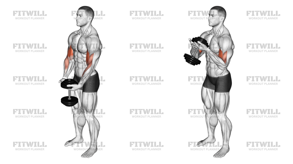 Rosca Spider Unilateral Em Pé Com Halter: Guia de Exercícios, Vídeo ...