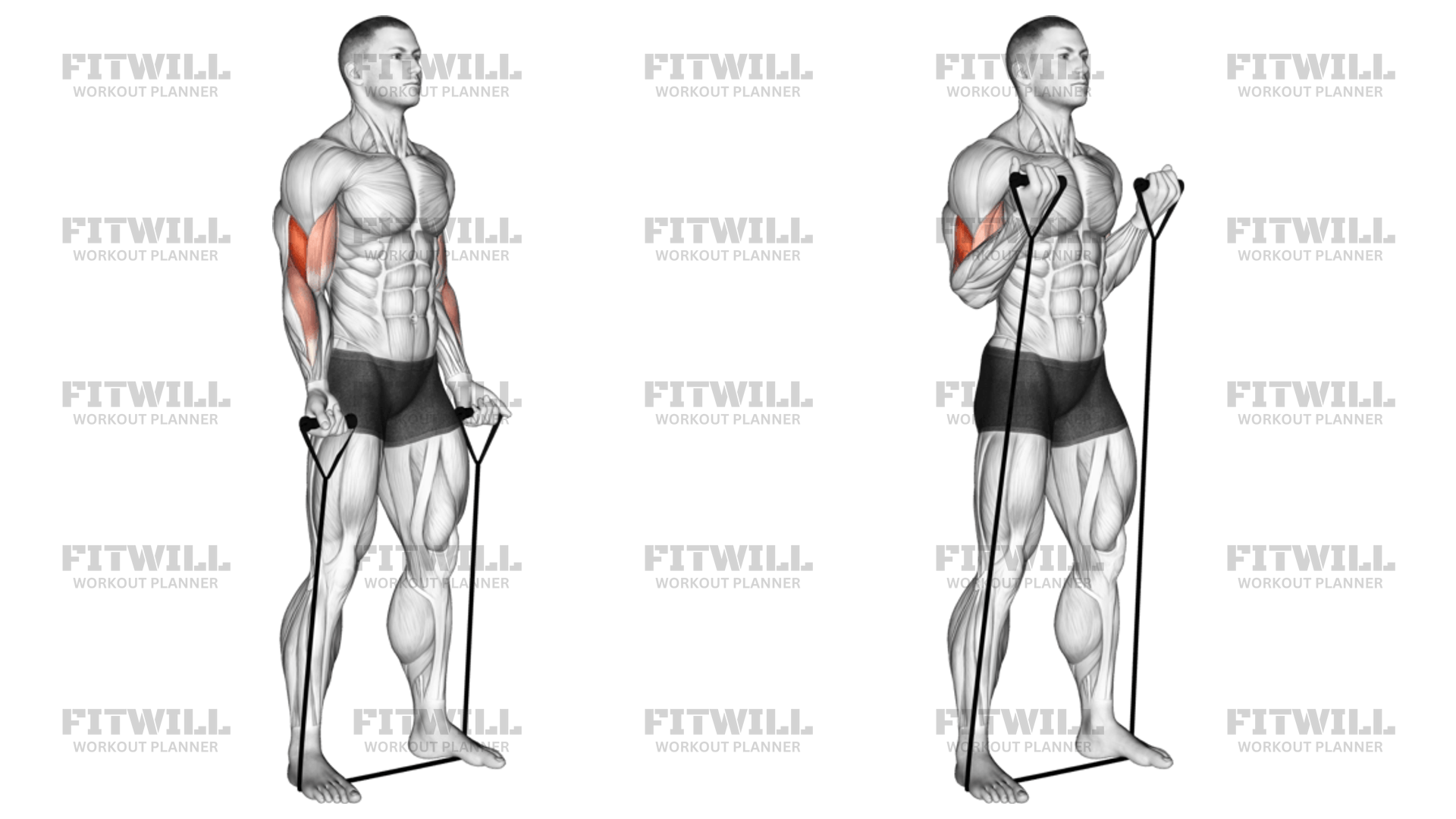 阻力带肱二头肌弯举：锻炼指南、视频、技巧、益处、方法、锻炼肌群、贴士与技巧 | Fitwill