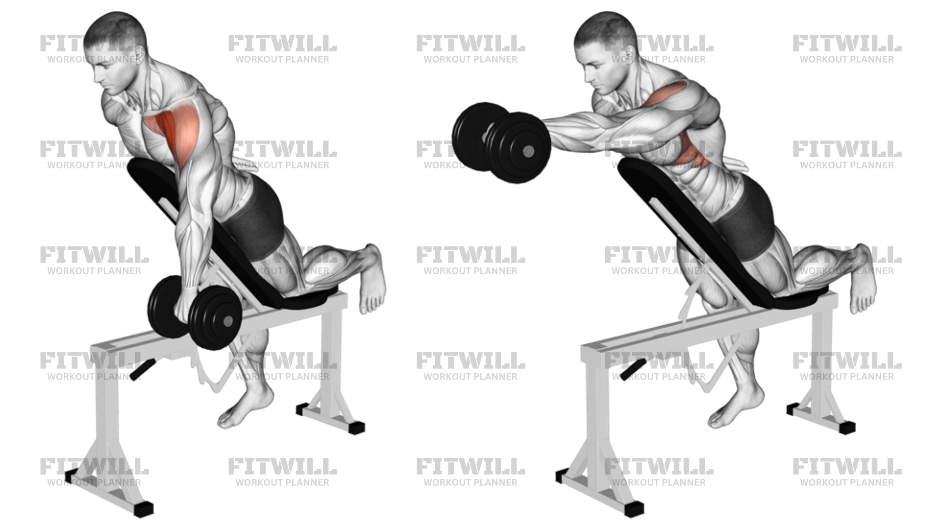 Élévation Frontale Unilatérale Avec Haltère Et Support Thoracique Sur Banc Incliné: Guide d ...