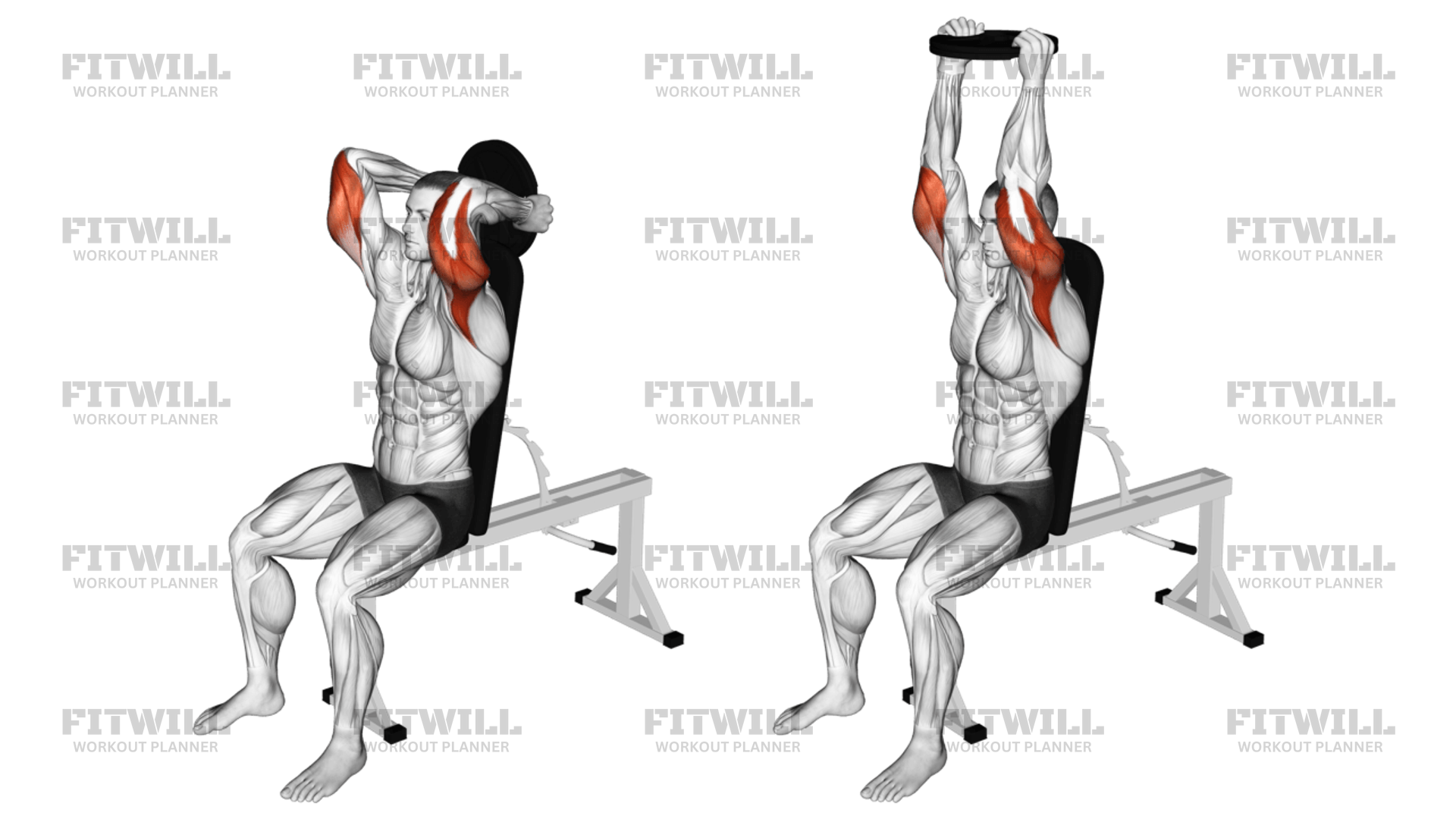 Extensión De Tríceps Sentado Con Peso: Guía de Ejercicios, Técnicas, Beneficios, Cómo Realizarlo ...