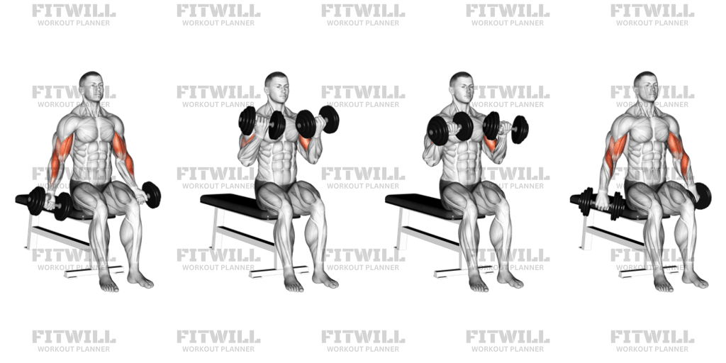 Dumbbell Seated Zottman Curl: Exercise Guide, Techniques, Benefits, How ...