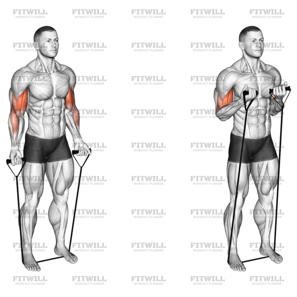 Band Close-Grip Biceps Curl: Exercise Guide, Video, Techniques ...
