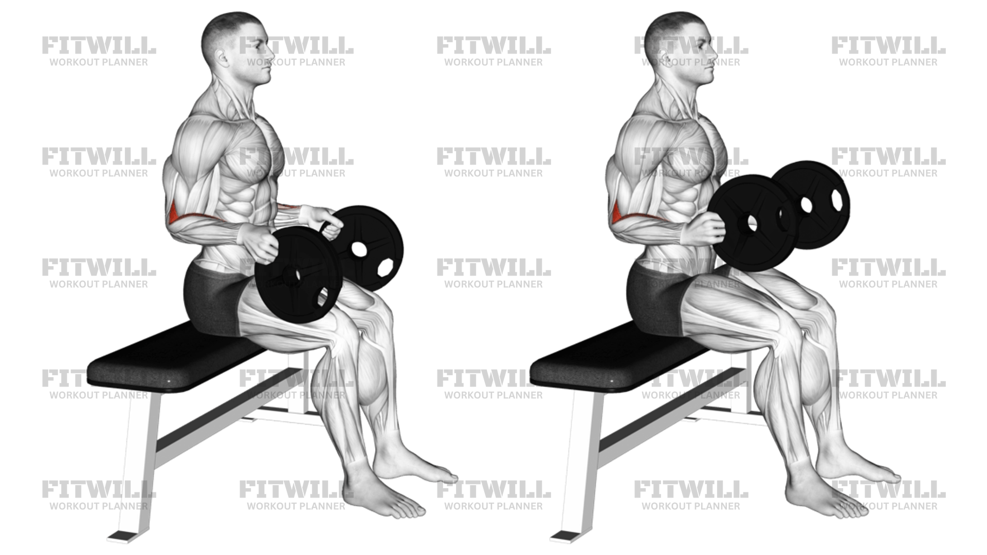 Weighted Seated Neutral Wrist Curl: Exercise Guide, Techniques, Benefits, How to, Muscles Worked ...