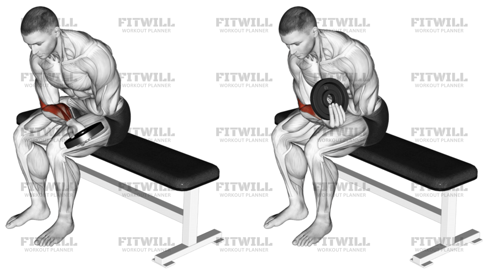 Weighted Seated One Arm Wrist Curl: Exercise Guide, Techniques ...