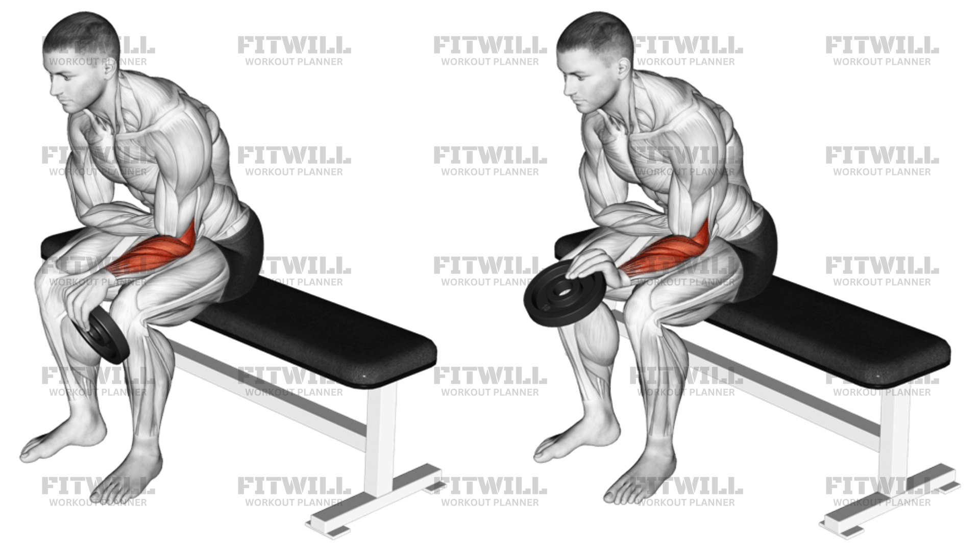 Weighted Seated One-Arm Reverse Wrist Curl: Exercise Guide, Techniques ...