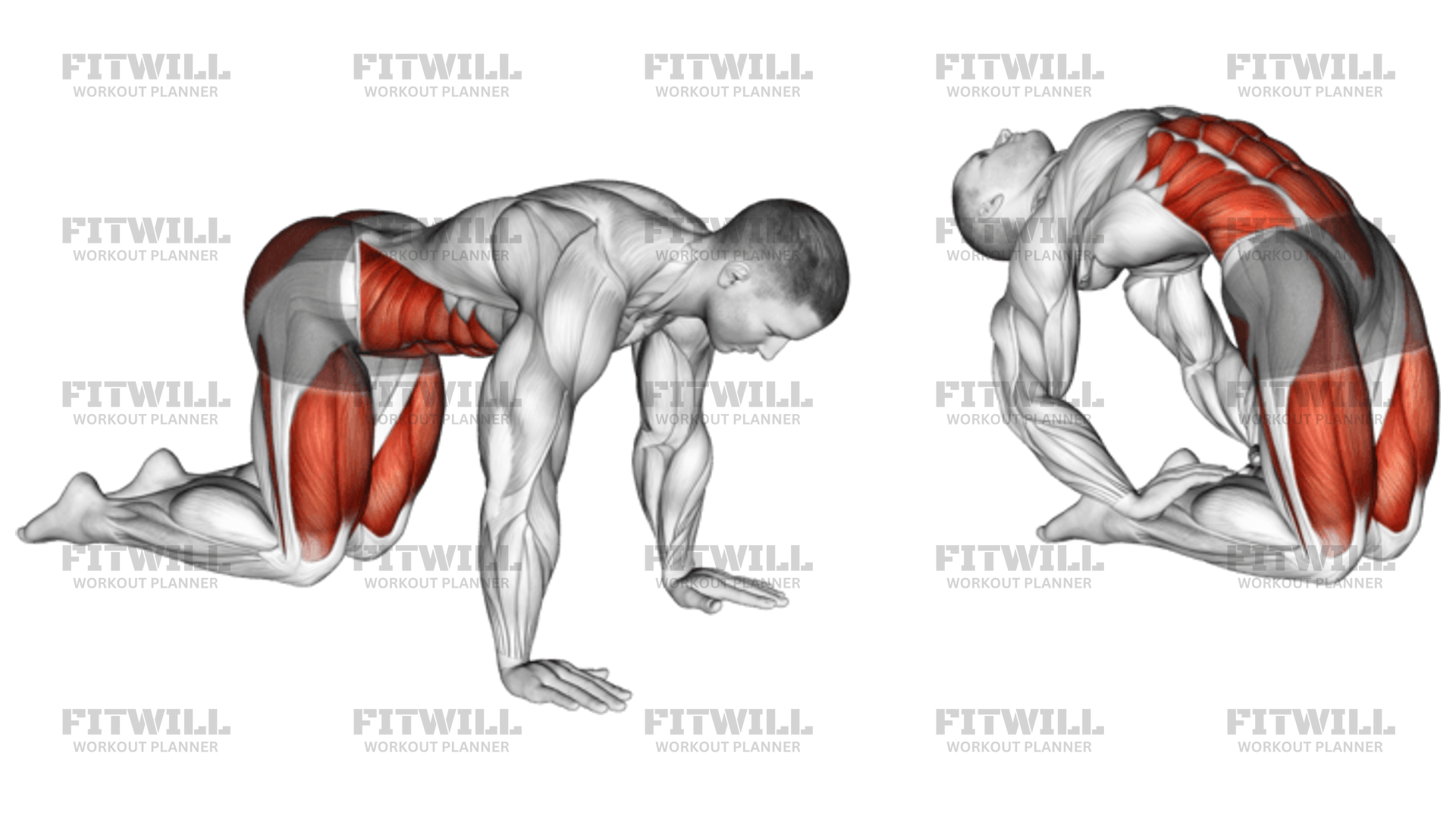 Ceiling Look Stretch: Exercise Guide, Video, Techniques, Benefits, How ...