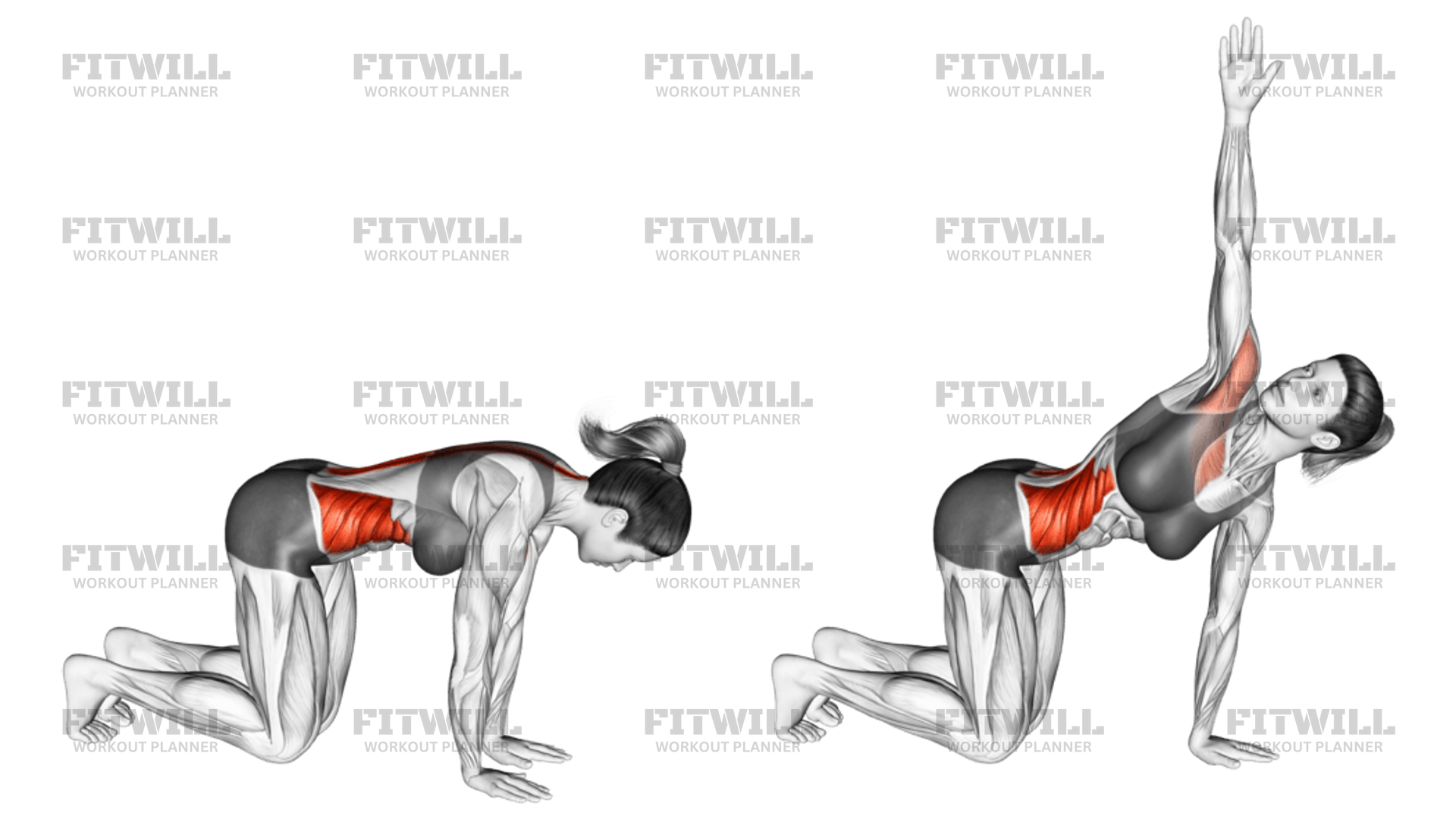 Kneeling Back Rotation Stretch: Exercise Guide, Video, Techniques ...