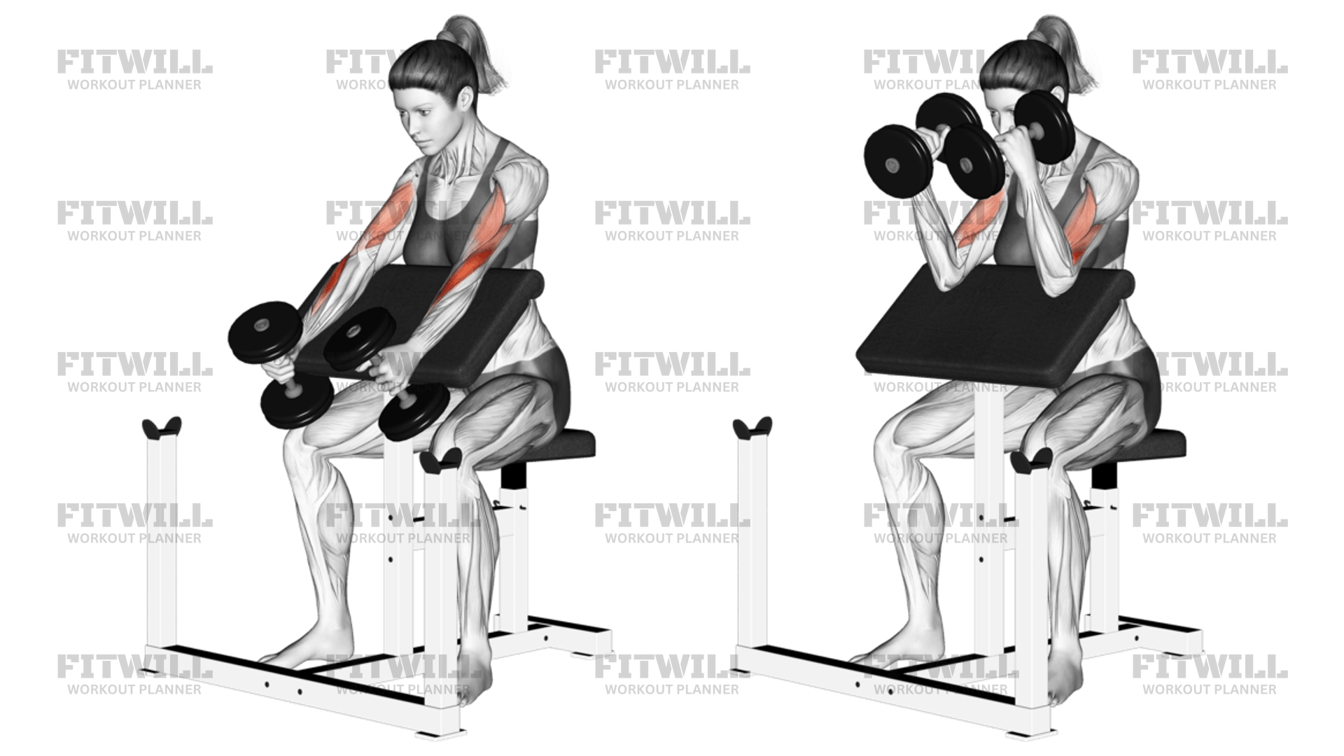 Dumbbell Hammer Preacher Curl: Exercise Guide, Techniques, Benefits ...