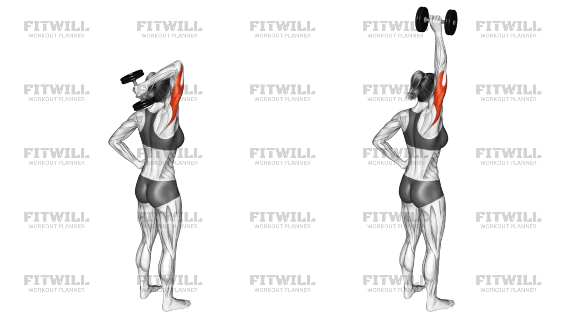 Dumbbell One Arm Triceps Extension: Exercise Guide, Techniques ...