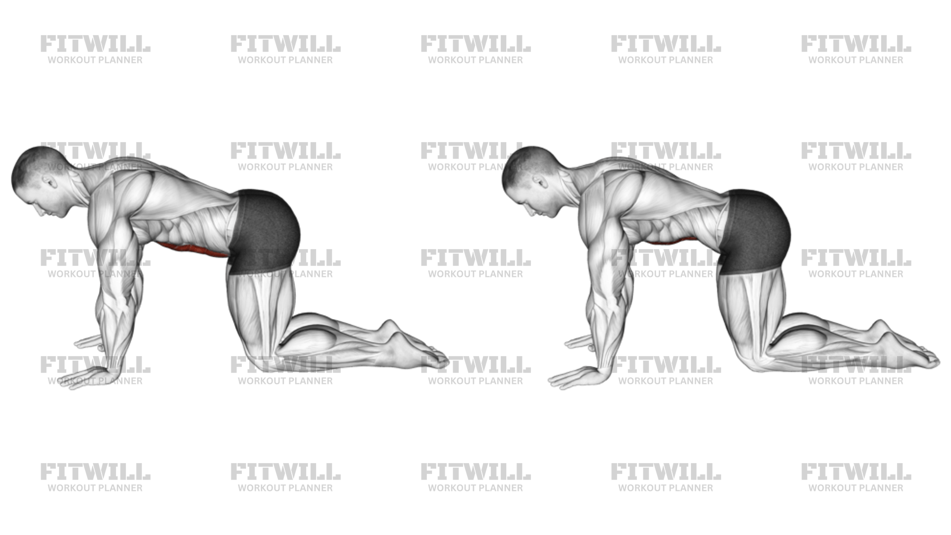 Abdominal 4 Points: Exercise Guide, Techniques, Benefits, How to ...
