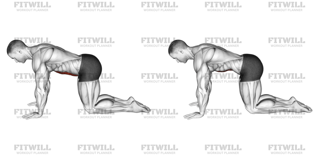 Abdominal 4 Points: Exercise Guide, Techniques, Benefits, How to ...