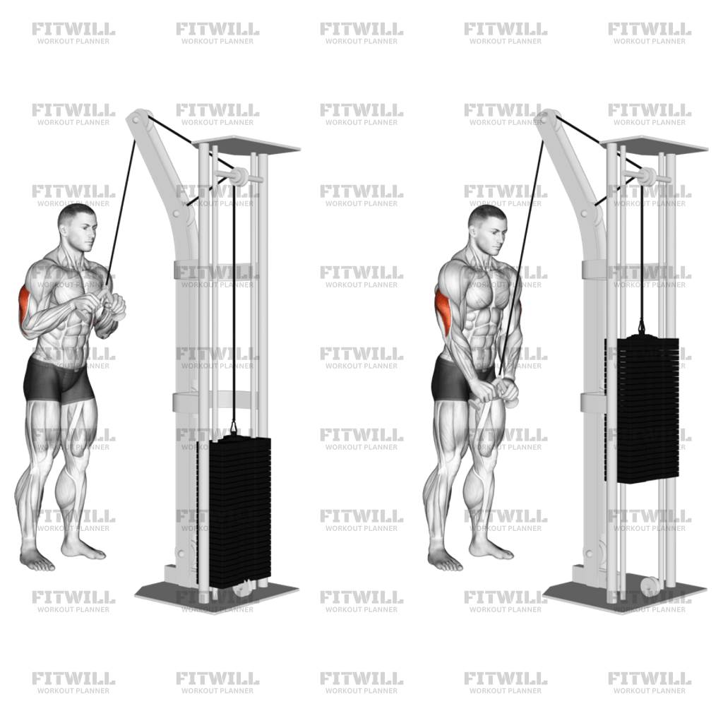 Cable Triceps Pushdown (V-bar) (VERSION 2): Exercise Guide, Techniques, Benefits, How to ...