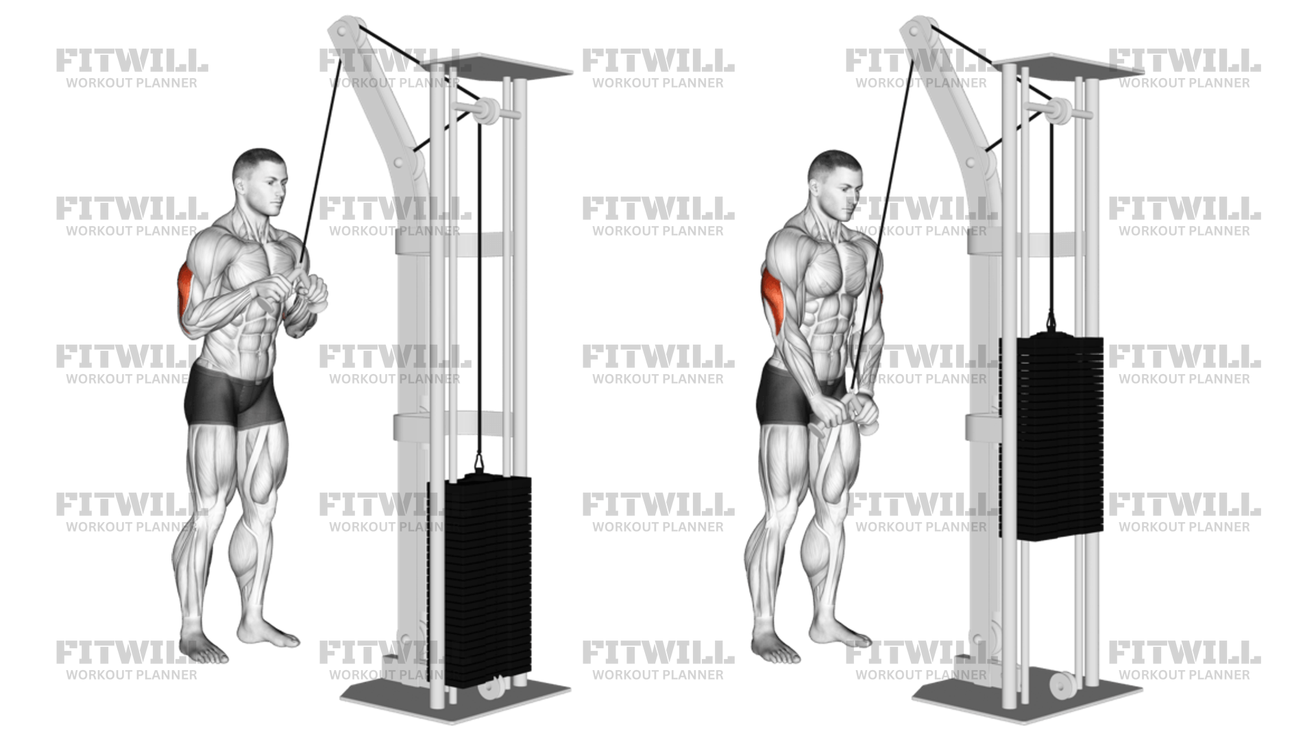 Cable Triceps Pushdown (V-bar) (VERSION 2): Exercise Guide, Techniques ...