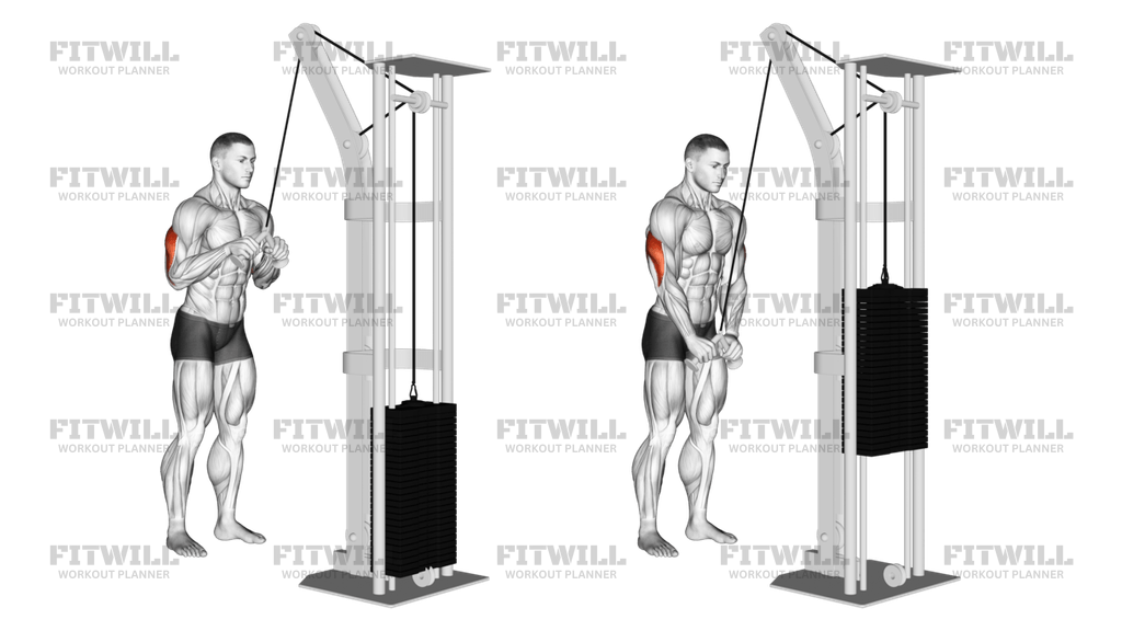 Cable Triceps Pushdown (V-bar) (VERSION 2): Exercise Guide, Techniques ...
