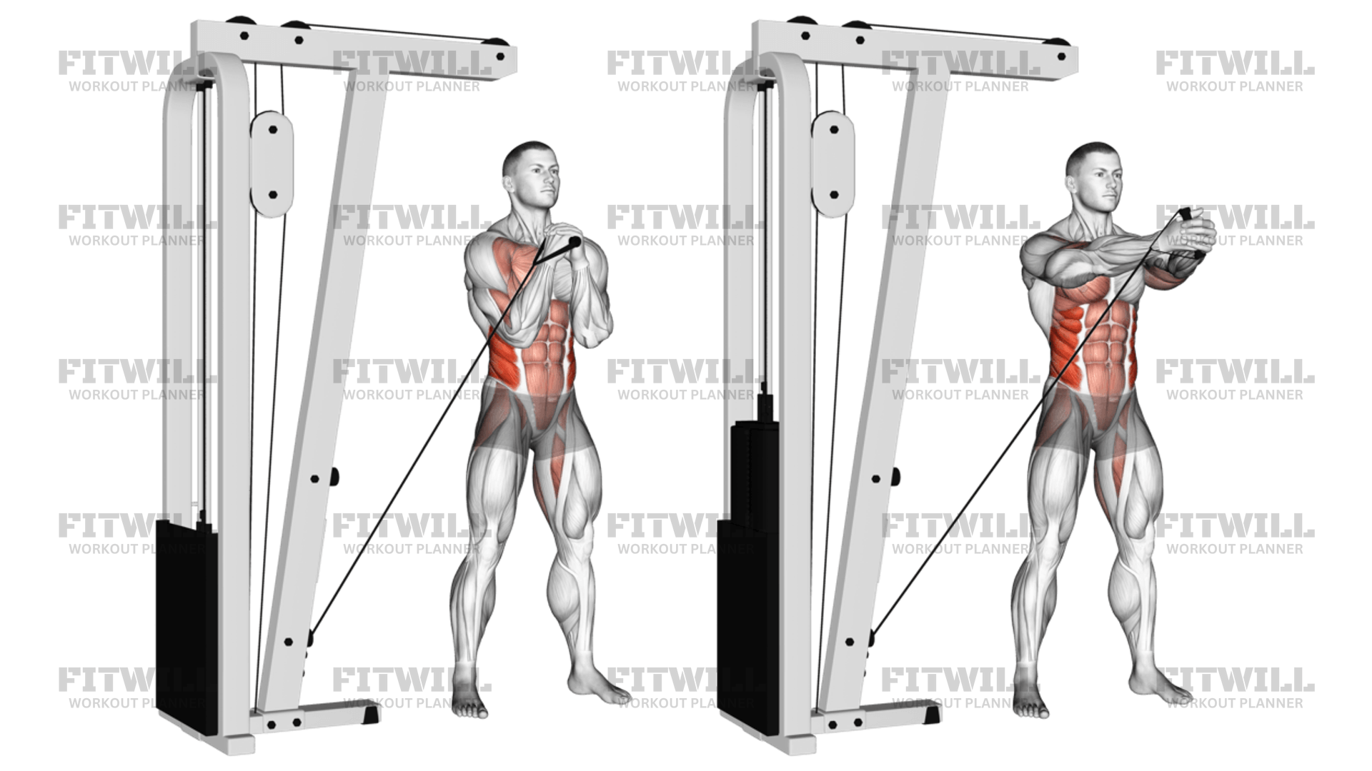 Cable Horizontal Pallof Press (VERSION 2): Exercise Guide, Techniques ...