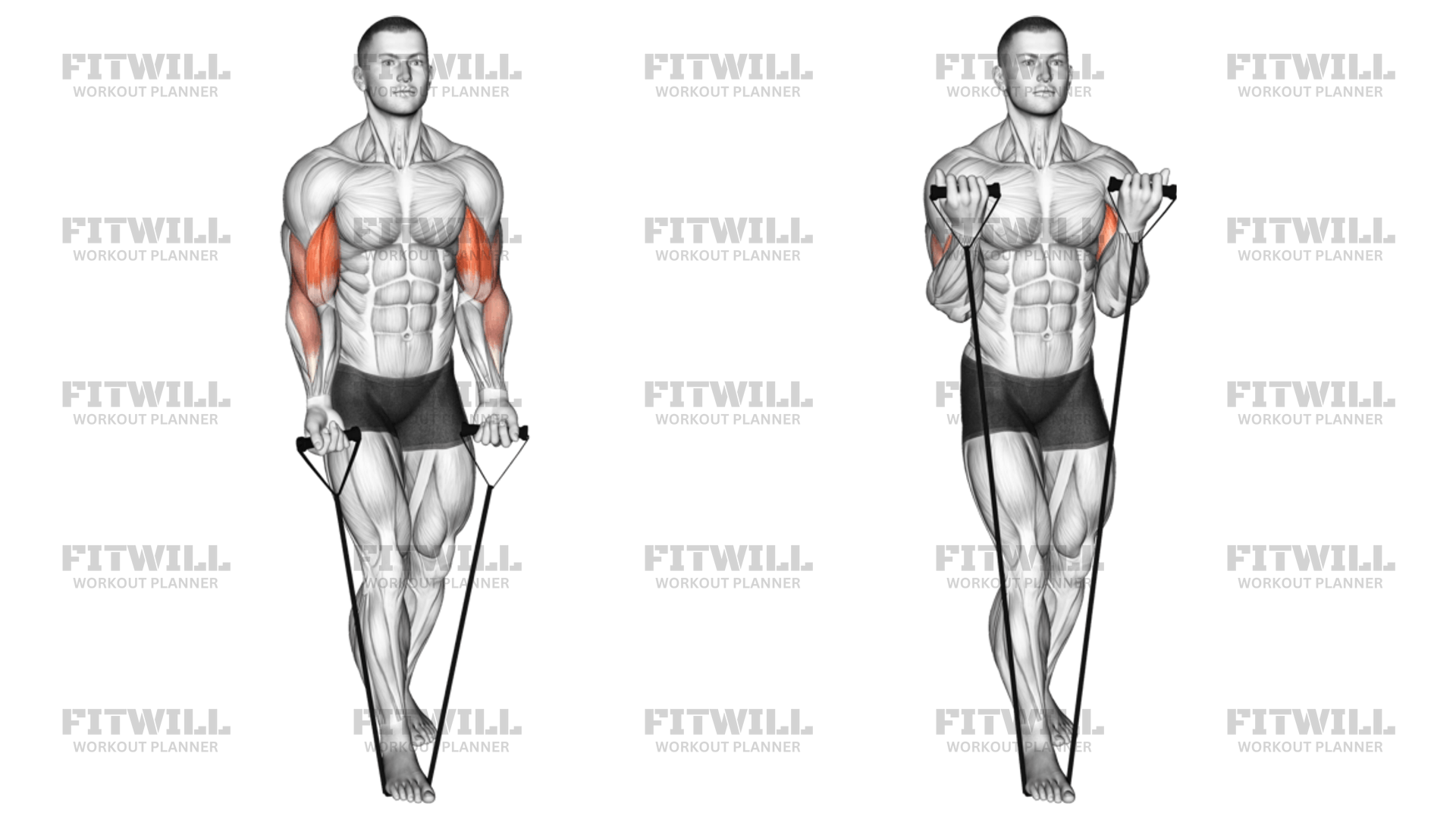 Band Biceps Curl (VERSION 2): Exercise Guide, Techniques, Benefits, How ...