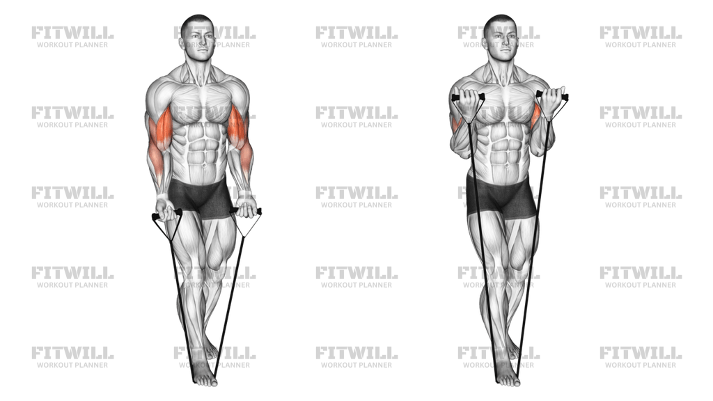 Band Biceps Curl (VERSION 2): Exercise Guide, Techniques, Benefits, How to, Muscles Worked, Tips ...