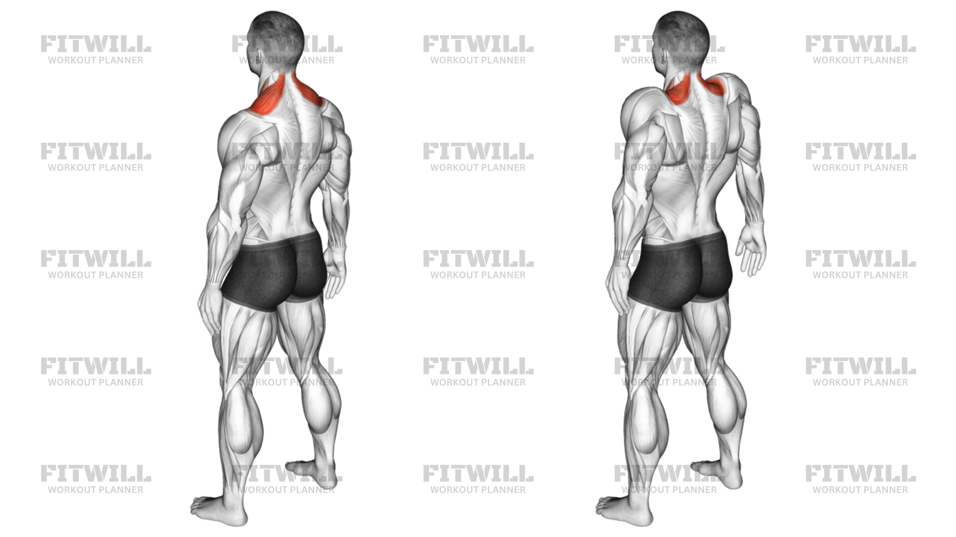 Bodyweight Shrug: Exercise Guide, Techniques, Benefits, How to, Muscles ...