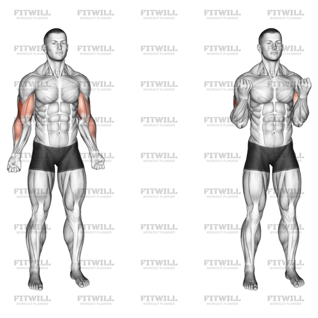 Bodyweight Standing Biceps Curl (VERSION 2): Exercise Guide, Techniques ...