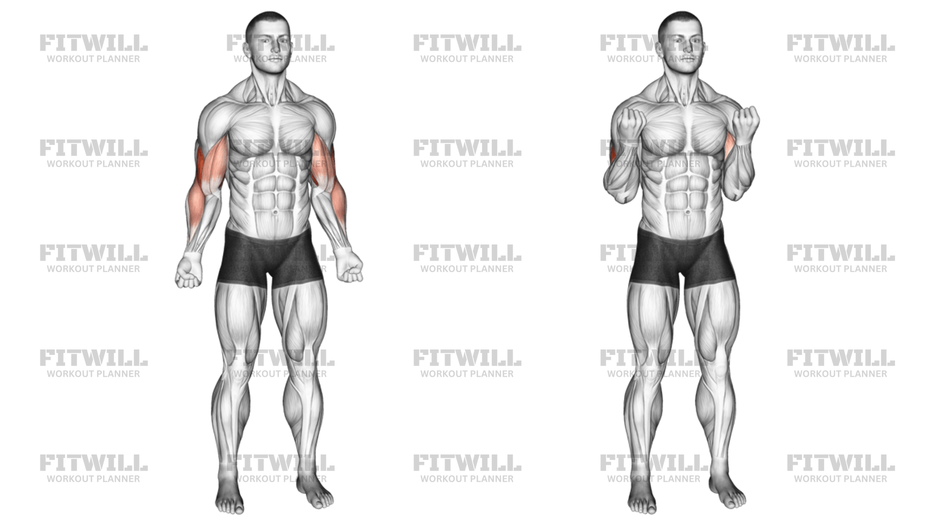 Bodyweight Standing Biceps Curl (VERSION 2): Exercise Guide, Techniques ...