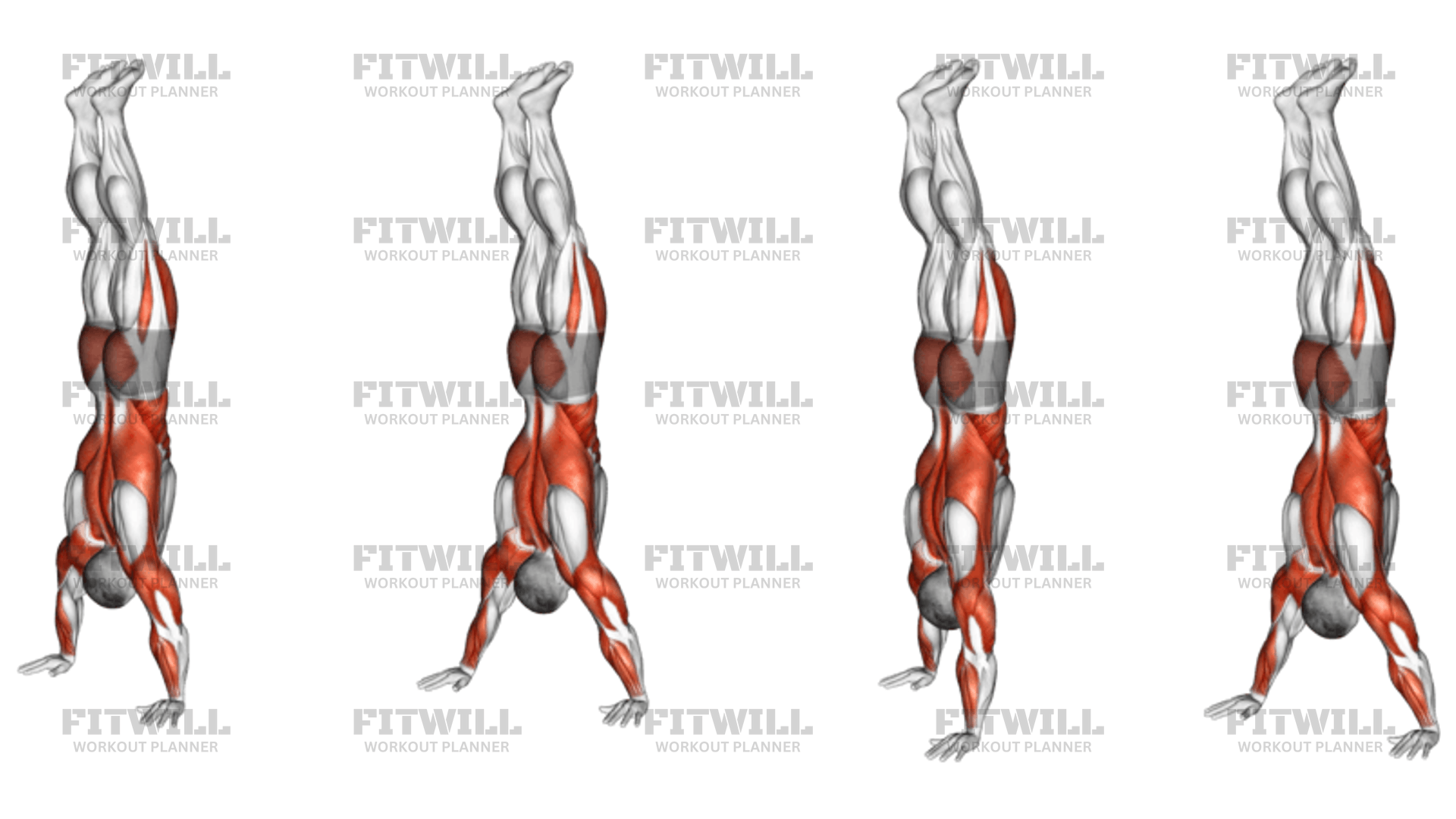 Handstand Walk: Exercise Guide, Video, Techniques, Benefits, How to, Muscles Worked, Tips ...