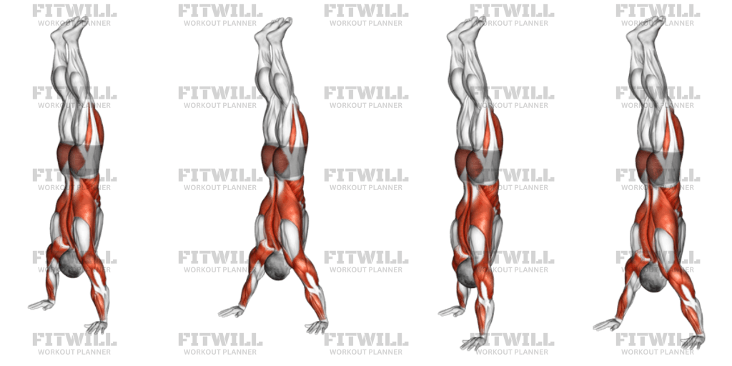 Handstand Walk: Exercise Guide, Video, Techniques, Benefits, How to, Muscles Worked, Tips ...