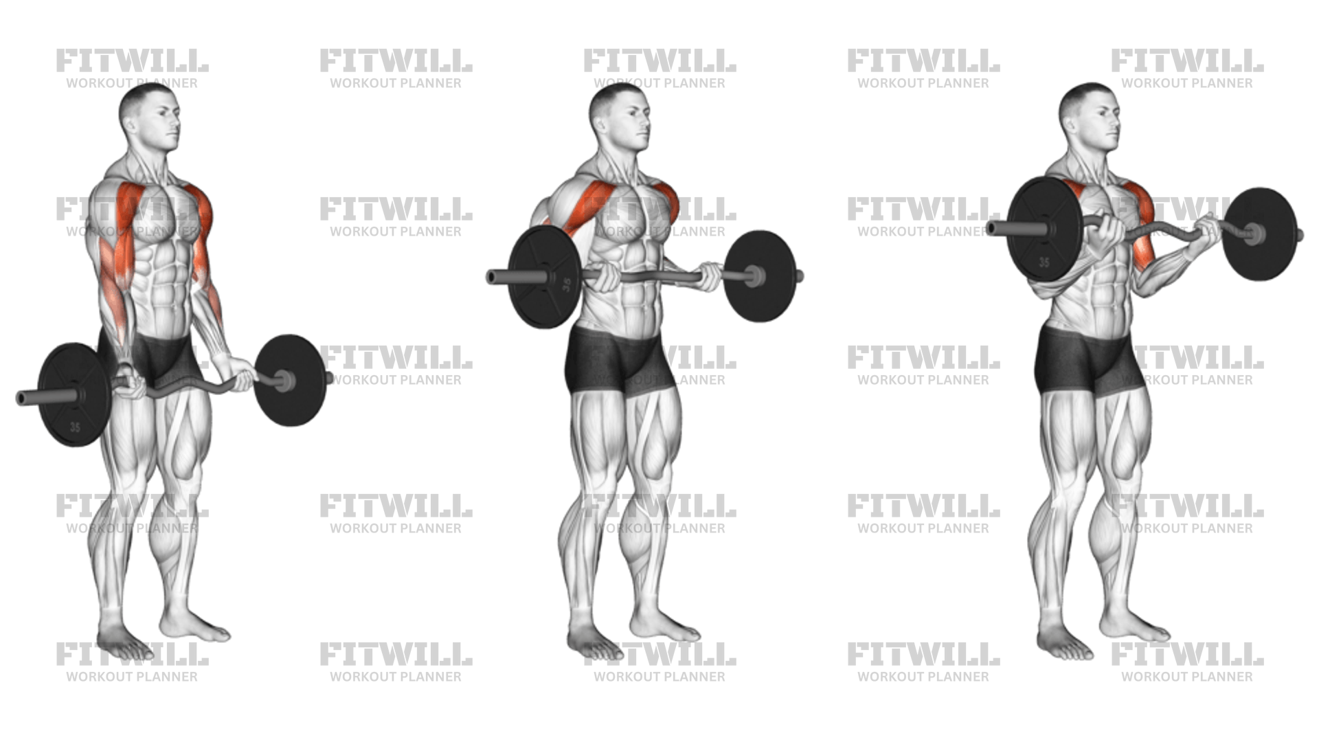 Curl De Bíceps Con Barra EZ De Arrastre: Guía de Ejercicios, Técnicas, Beneficios, Cómo ...