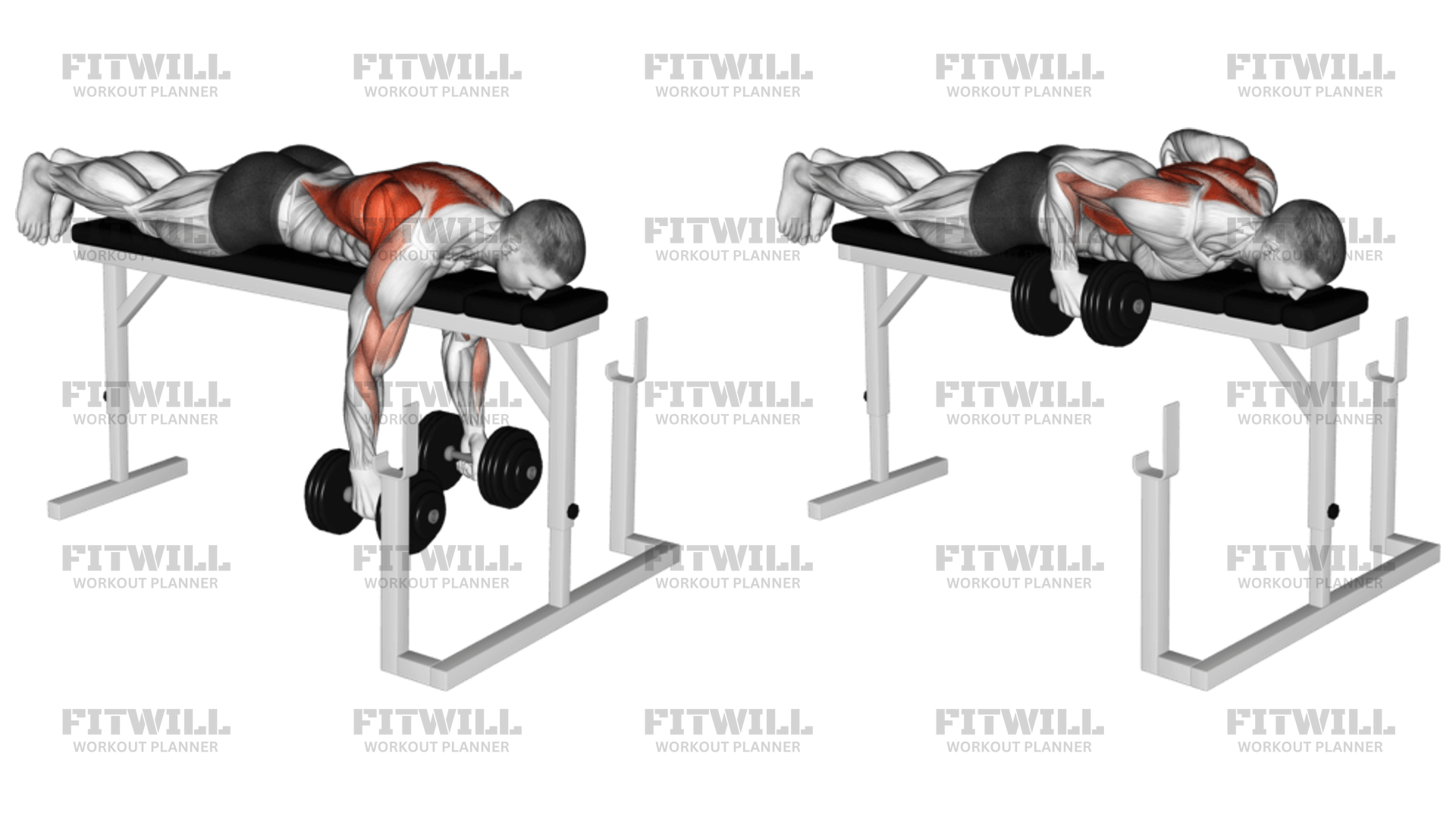Dumbbell Lying Close-Grip Parallel Row On Rack: Exercise Guide ...