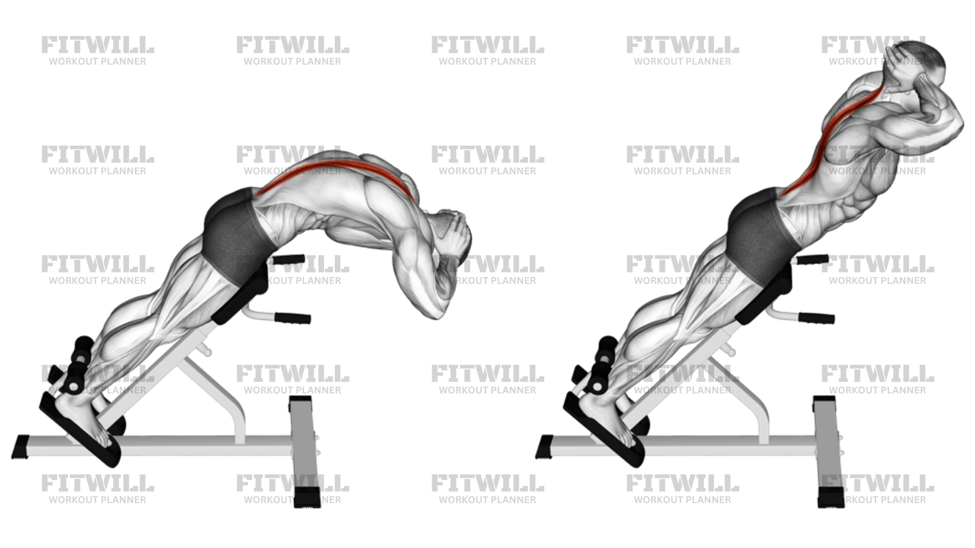 Roman Chair 45 Degrees Back Extension: Exercise Guide, Techniques ...