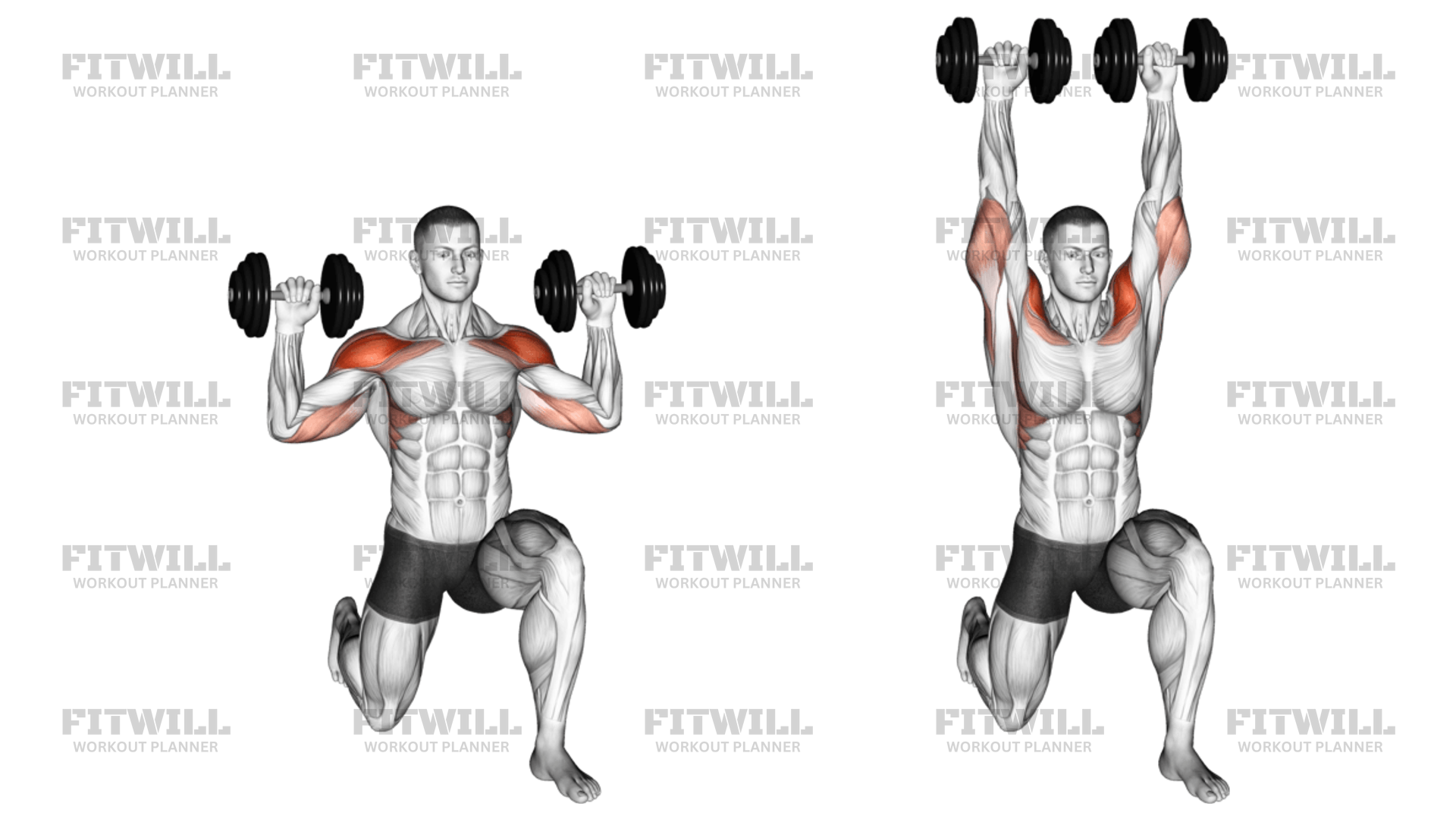 Dumbbell Half Kneeling Military Press: Exercise Guide, Techniques ...