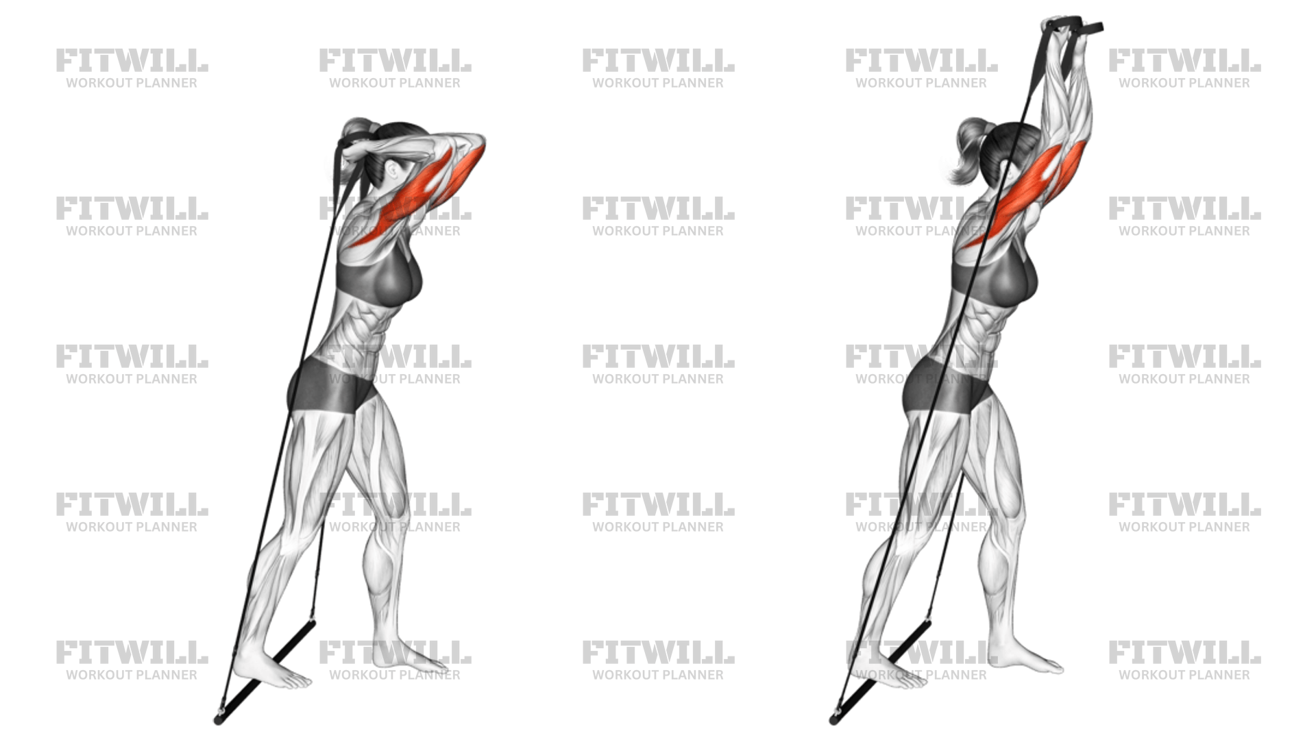Bar Band Standing Triceps Extension: Exercise Guide, Techniques ...
