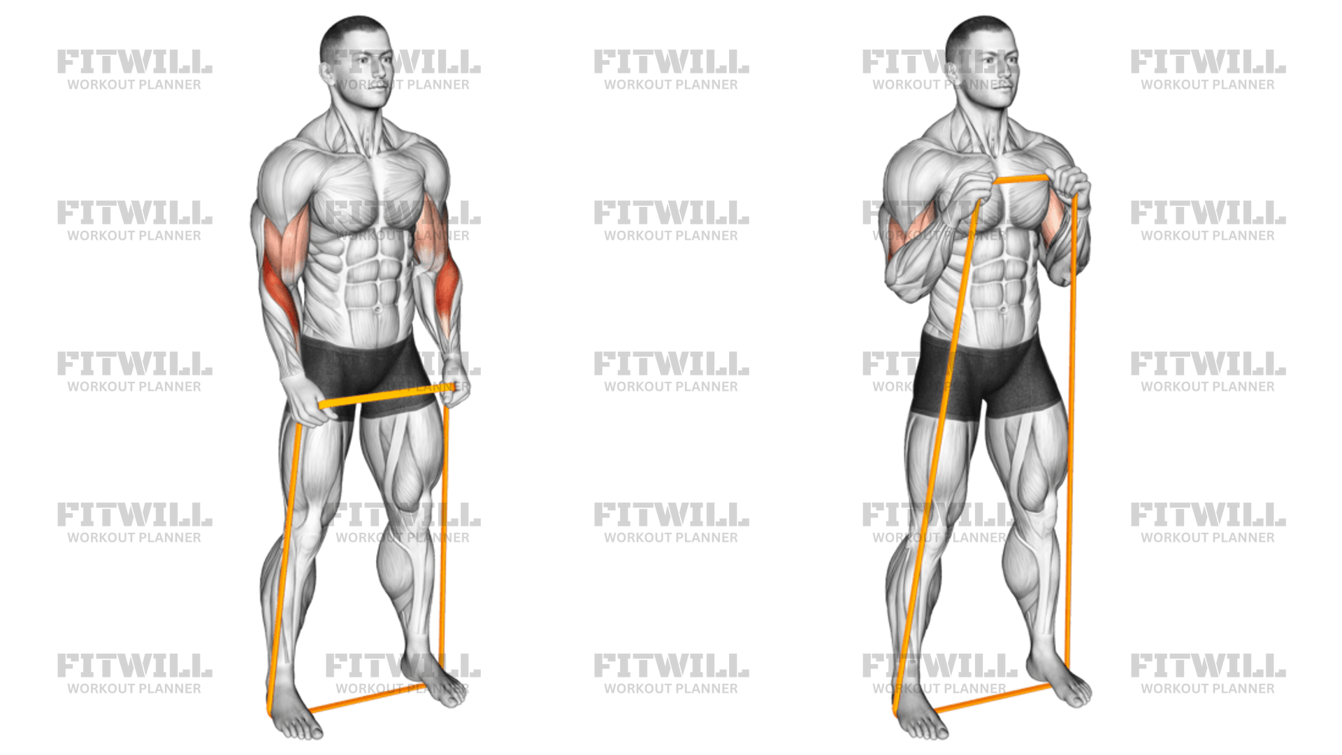 Resistance Band Hammer Curl: Exercise Guide, Techniques, Benefits, How ...
