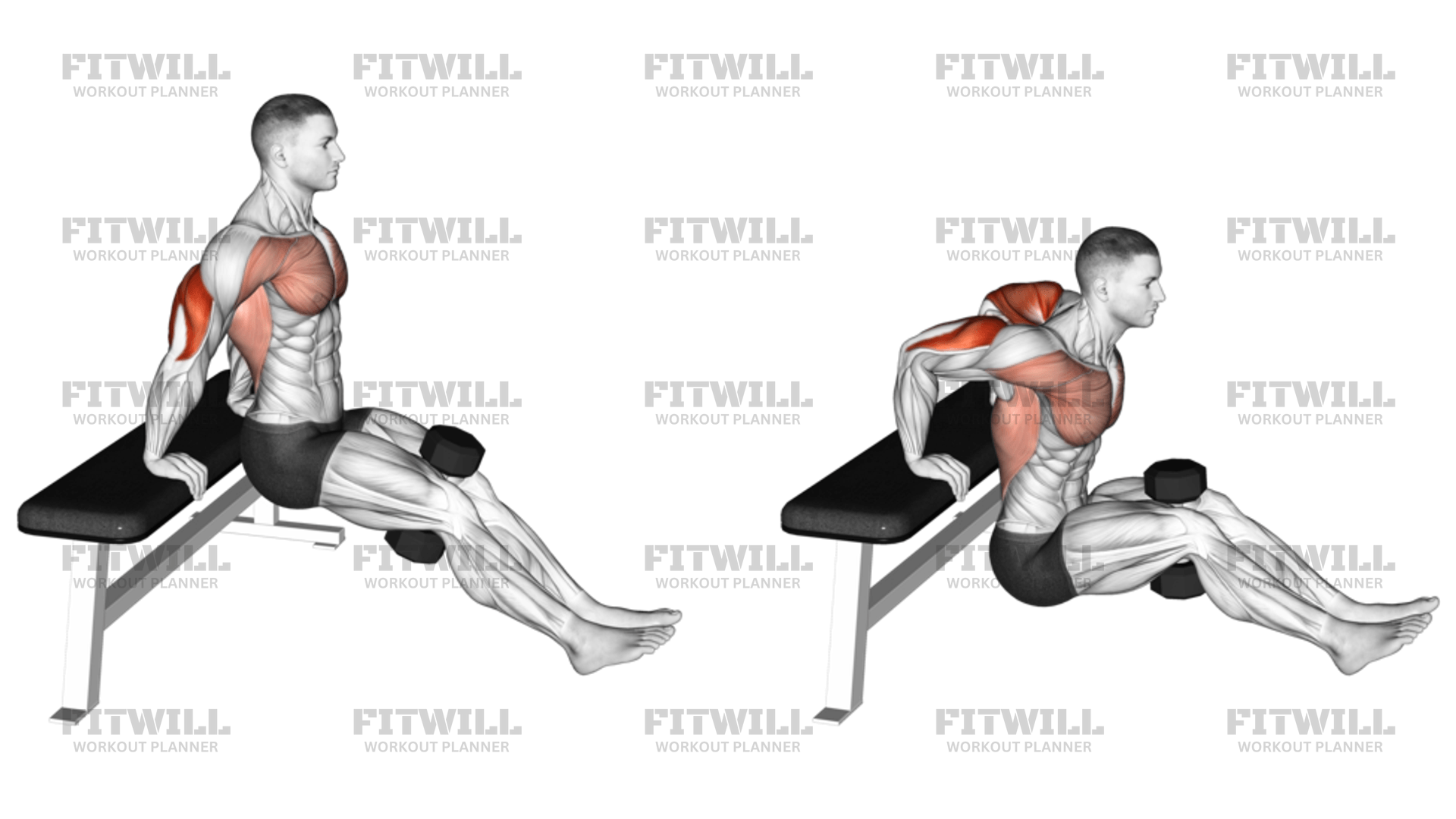 Dumbbell Bench Dip: Exercise Guide, Video, Techniques, Benefits, How to ...