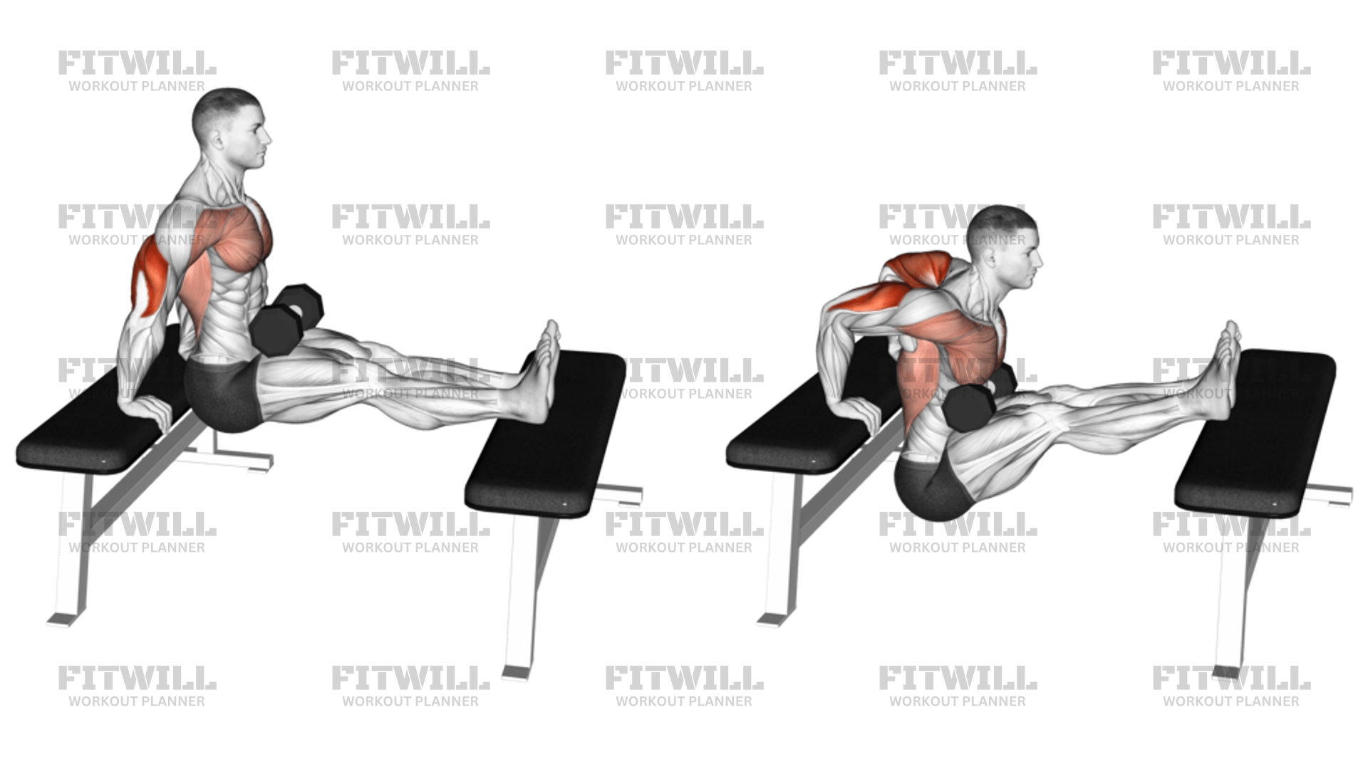 Dumbbell Bænk Dips Med Benene Hævet: Træningsguide, Teknikker, Fordele ...