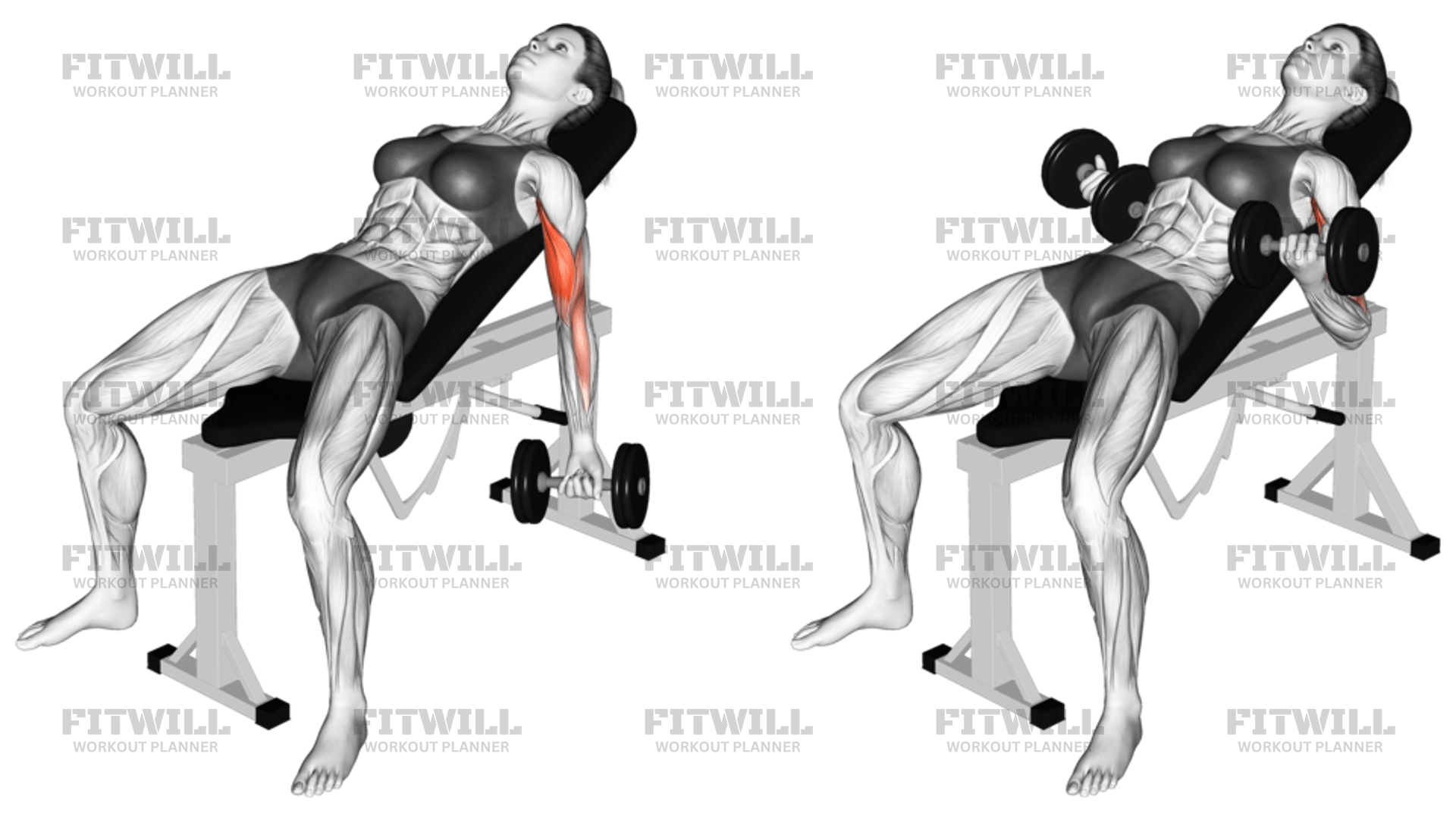 Dumbbell Incline Biceps Curl (VERSION 2): Exercise Guide, Techniques ...