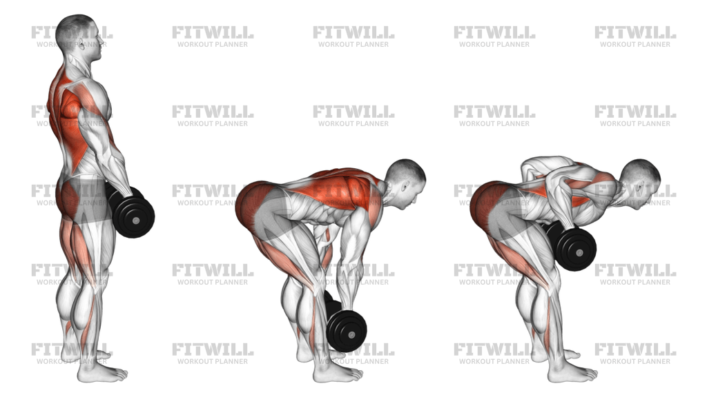 Dumbbell RDL And Bent Over Row: Exercise Guide, Techniques, Benefits, How to, Muscles Worked ...