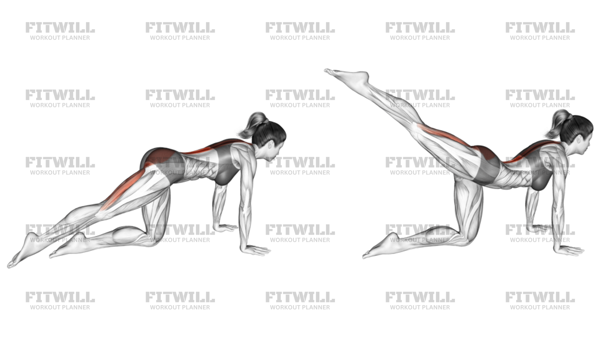 Kneeling Straight Leg Kickback (VERSION 2): Exercise Guide, Video ...