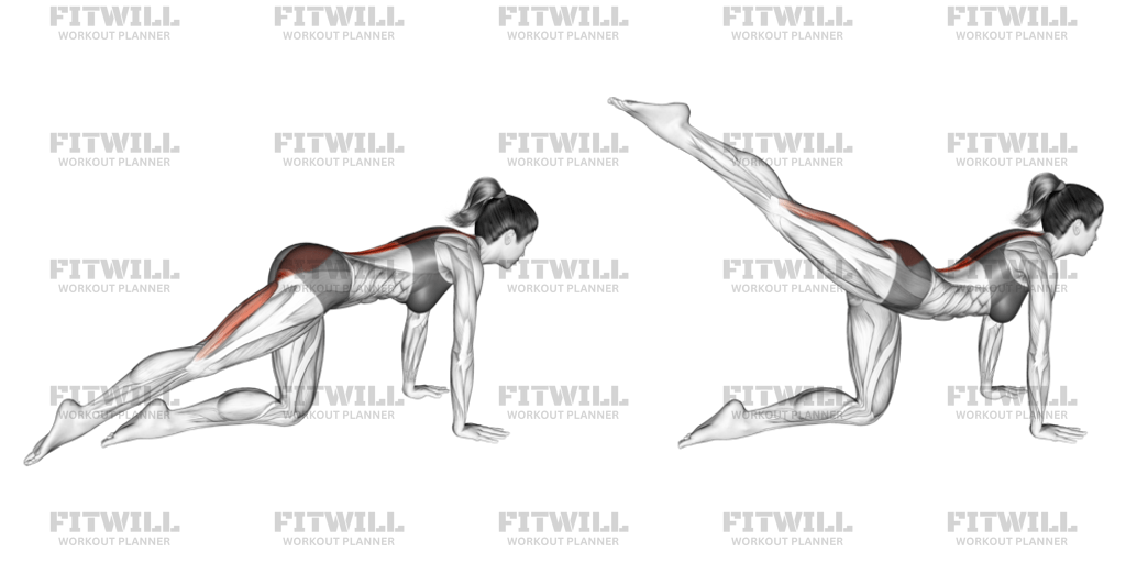 Kneeling Straight Leg Kickback (VERSION 2): Exercise Guide, Video ...